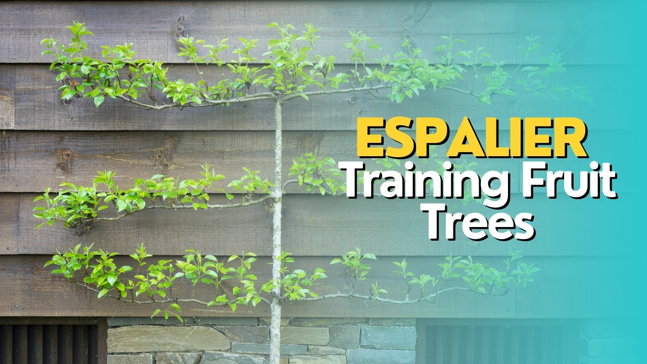 The Art of Espalier: Training Fruit Trees - YouTube