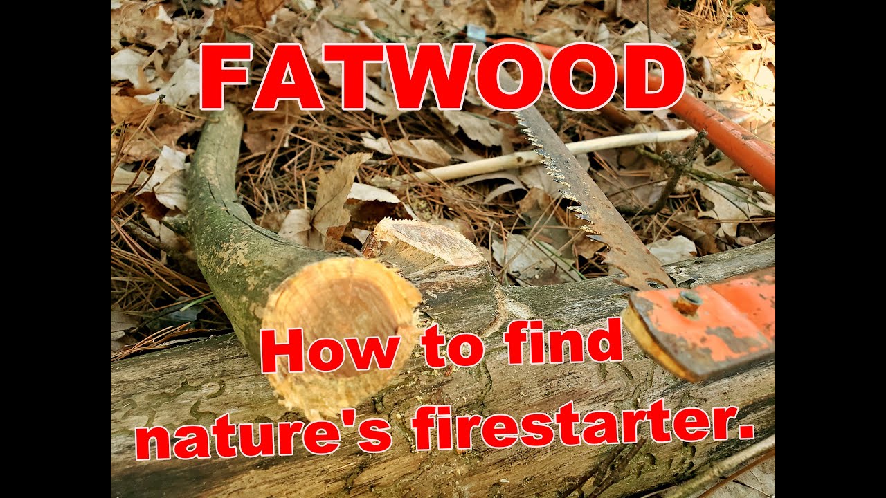 How to find Fat Wood and it's Amazing Fire Starting Capabilities - YouTube