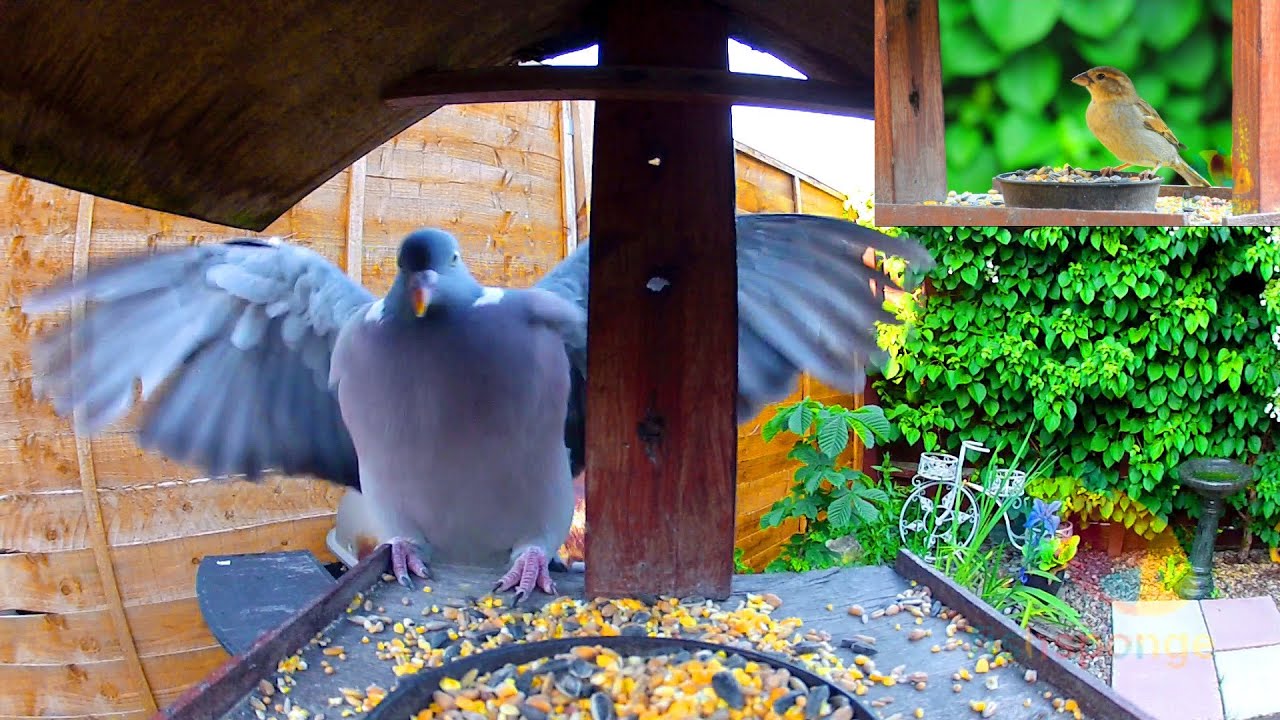 Close-Up View of Birds in Back Garden - YouTube