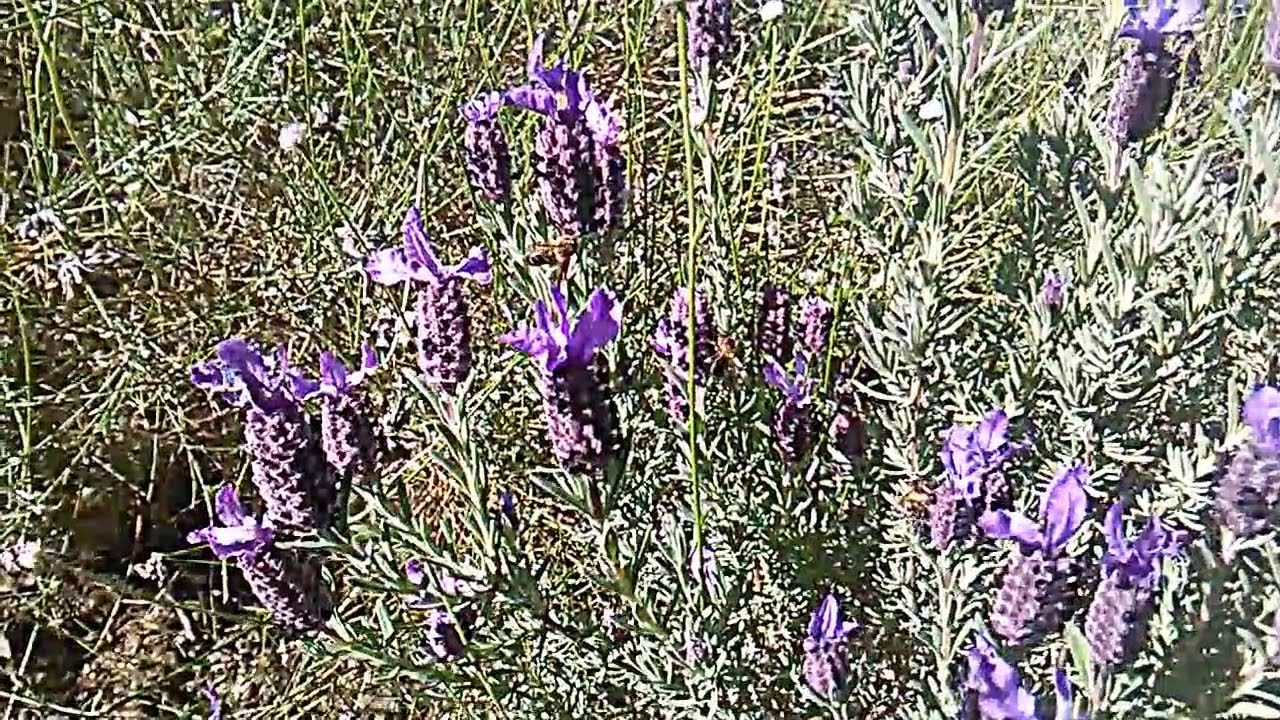 antófilos - YouTube