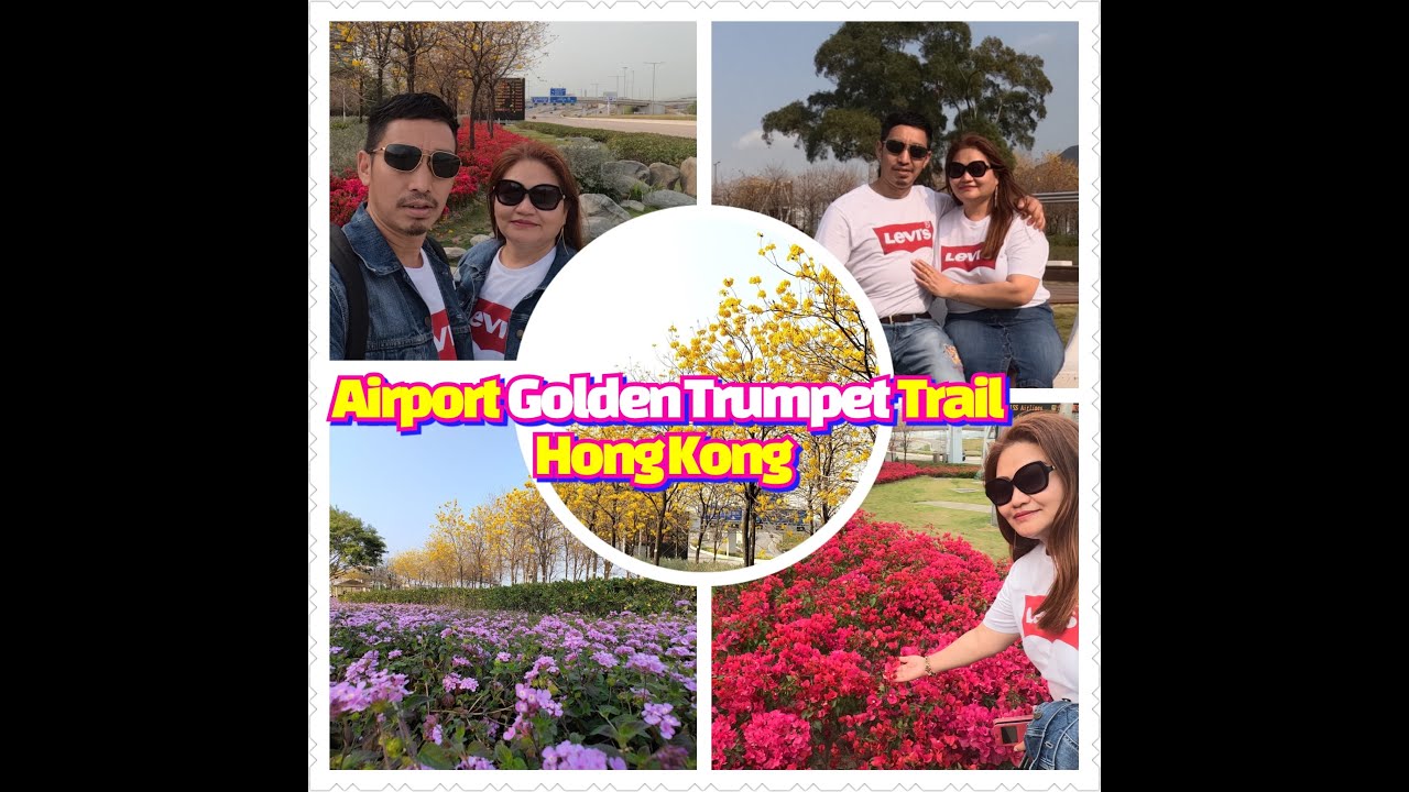 Airport Golden Trumpet Trail Hong Kong 機場風鈴徑 - 8 March 2023 - YouTube