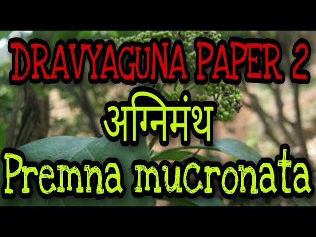 Premna Mucronata Common Name