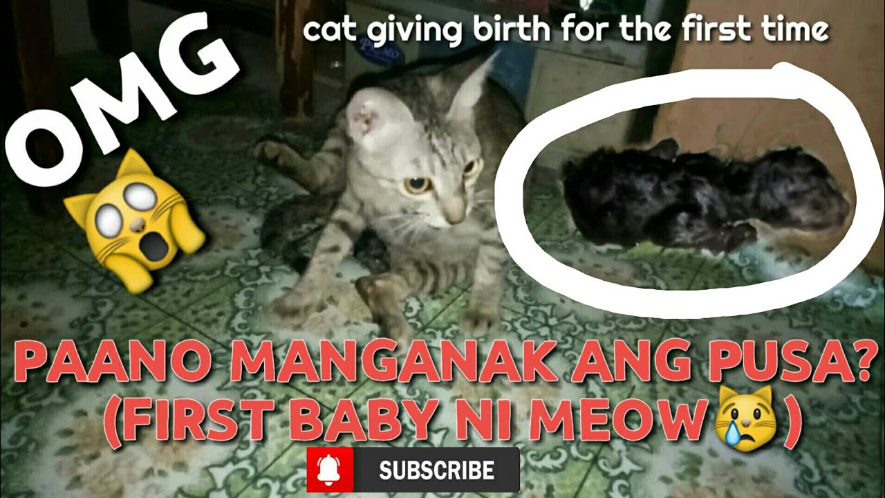 PAANO MANGANAK ANG PUSA? (cat giving birth for his first baby ...