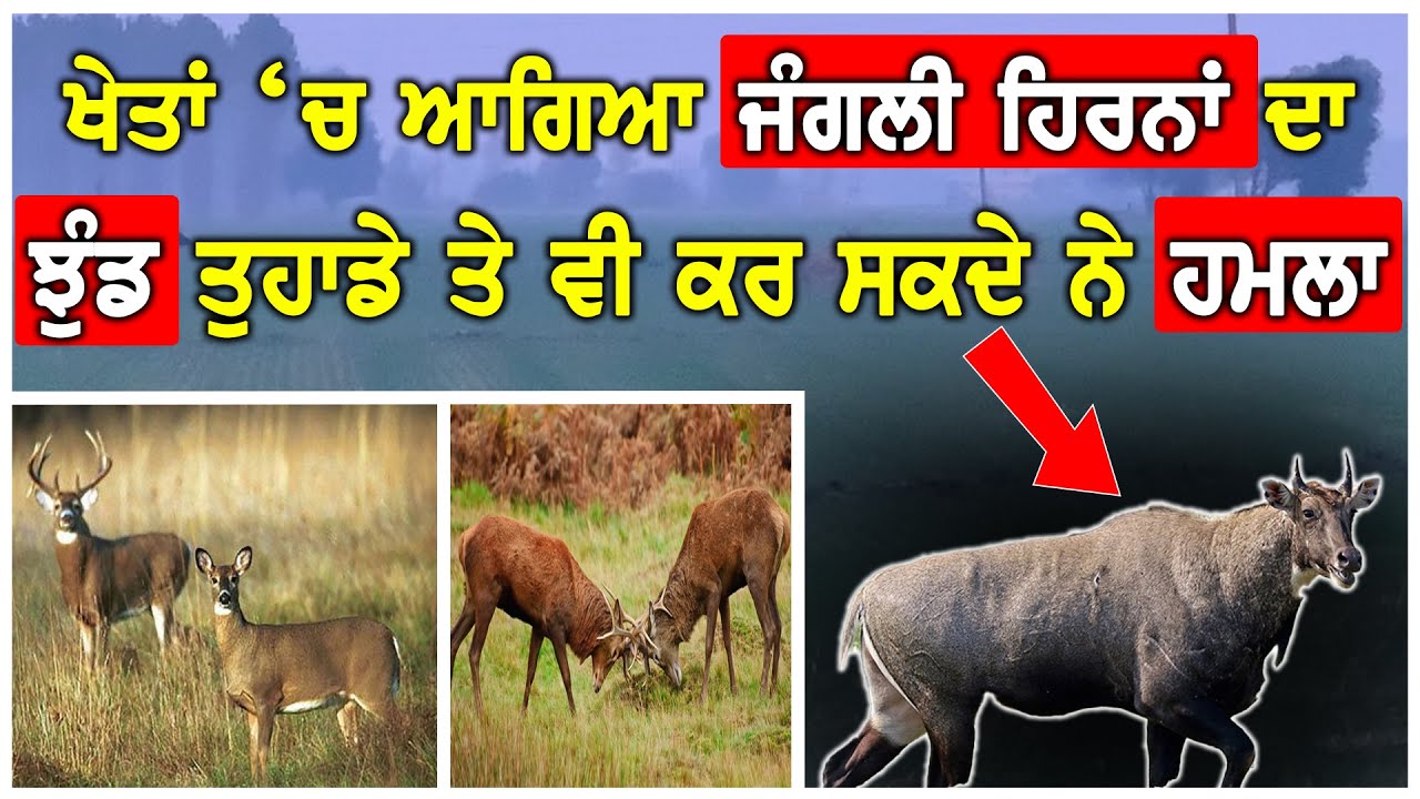 Largest Deer In India largest-deer-in-india