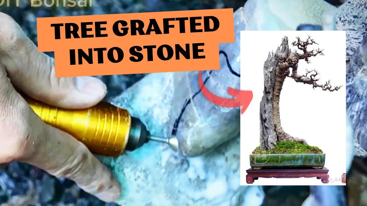 Creating a Rock Crevice & Grafting a Tree | Watch Nature Come to Life ...