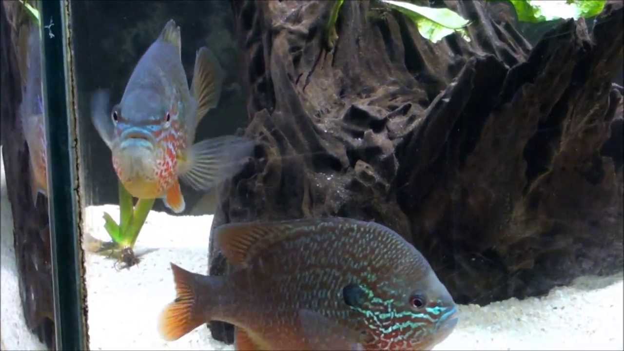 New Plants in the Sunfish Tank - YouTube