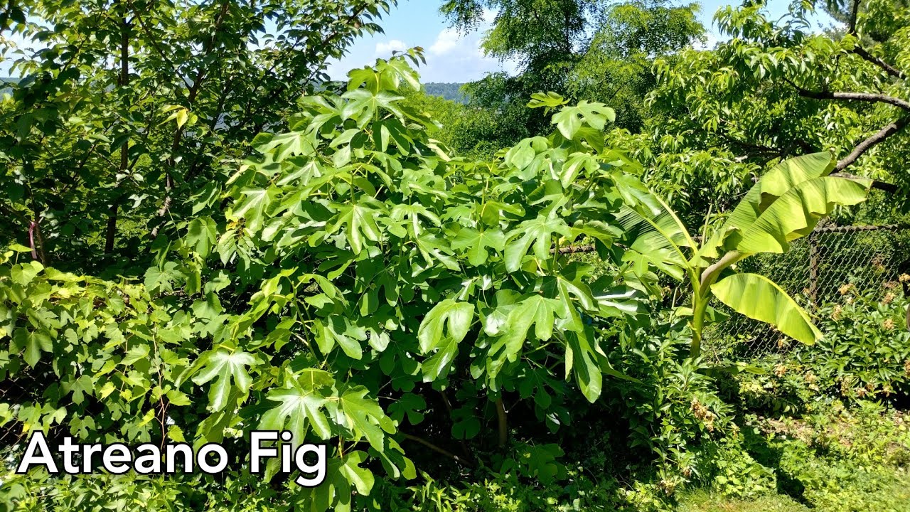 Atreano Fig Tree - Let's Talk About It! - YouTube