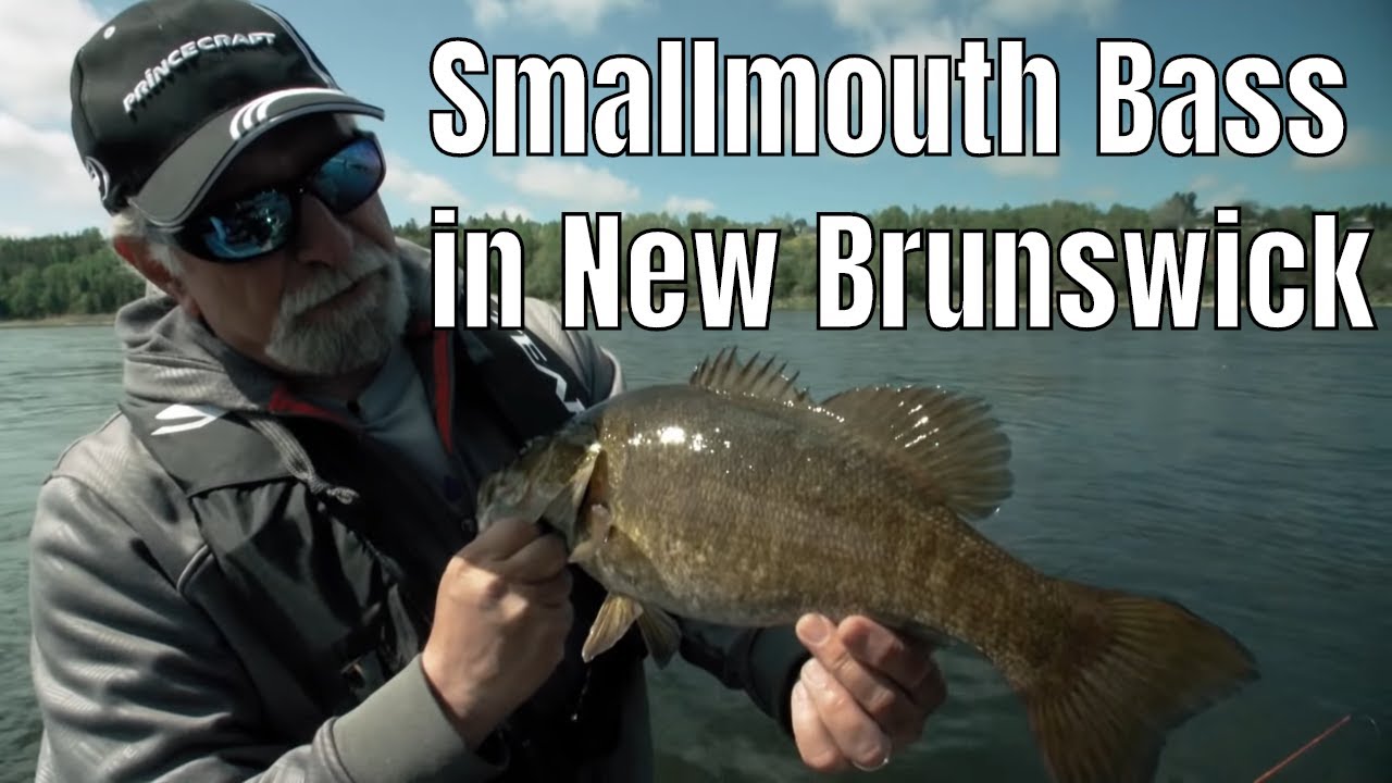 Smallmouth Bass In New Brunswick | Fish'n Canada - YouTube