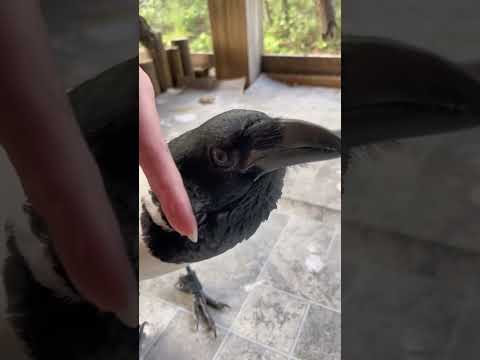 Can You Pet A Crow?