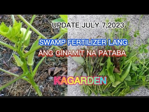 SWAMP FERTILIZER LANG ANG GINAMIT NA PATABA @kagarden8465 - YouTube