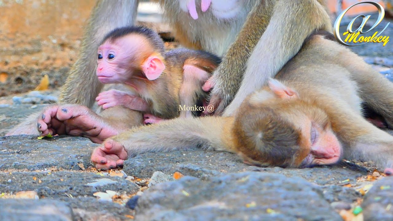 So cute(Smart)..! Baby SABA is make his face adorable with his happy ...