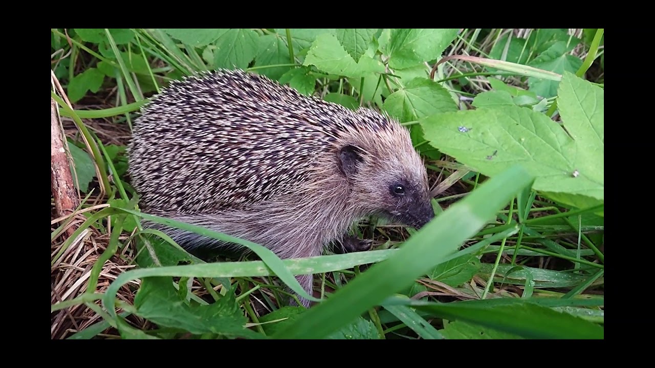 Hedgehog Street: a beautiful hog - YouTube
