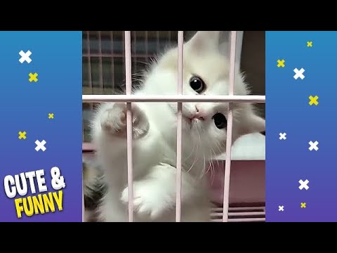 Cute and Funny Animals videos Compilation #24 Cute Animals