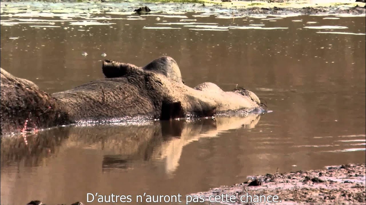 Festival Nature Namur - Sélection 2014 - Hippo gangs - © Peter LAMBERTI ...