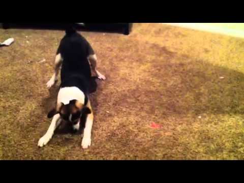 Blake chasing a laser pointer - YouTube