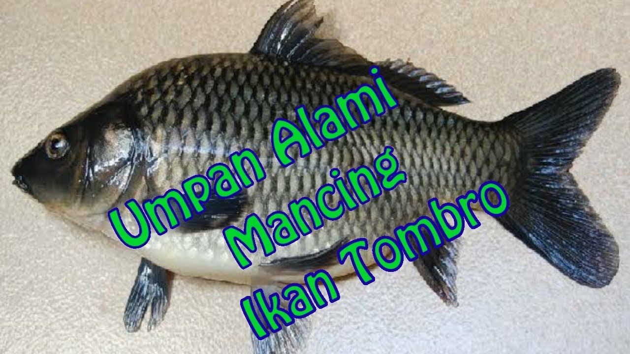 UMPAN ALAMI IKAN TOMBRO di Kolam ataupun Liar Paling Ampuh - YouTube