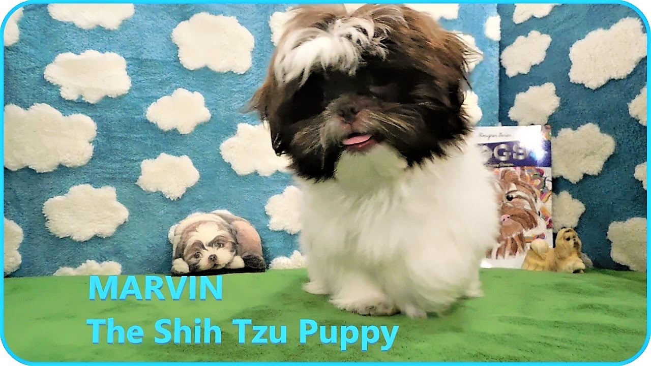 Shih Tzu Puppy 🌞 MARVIN - YouTube
