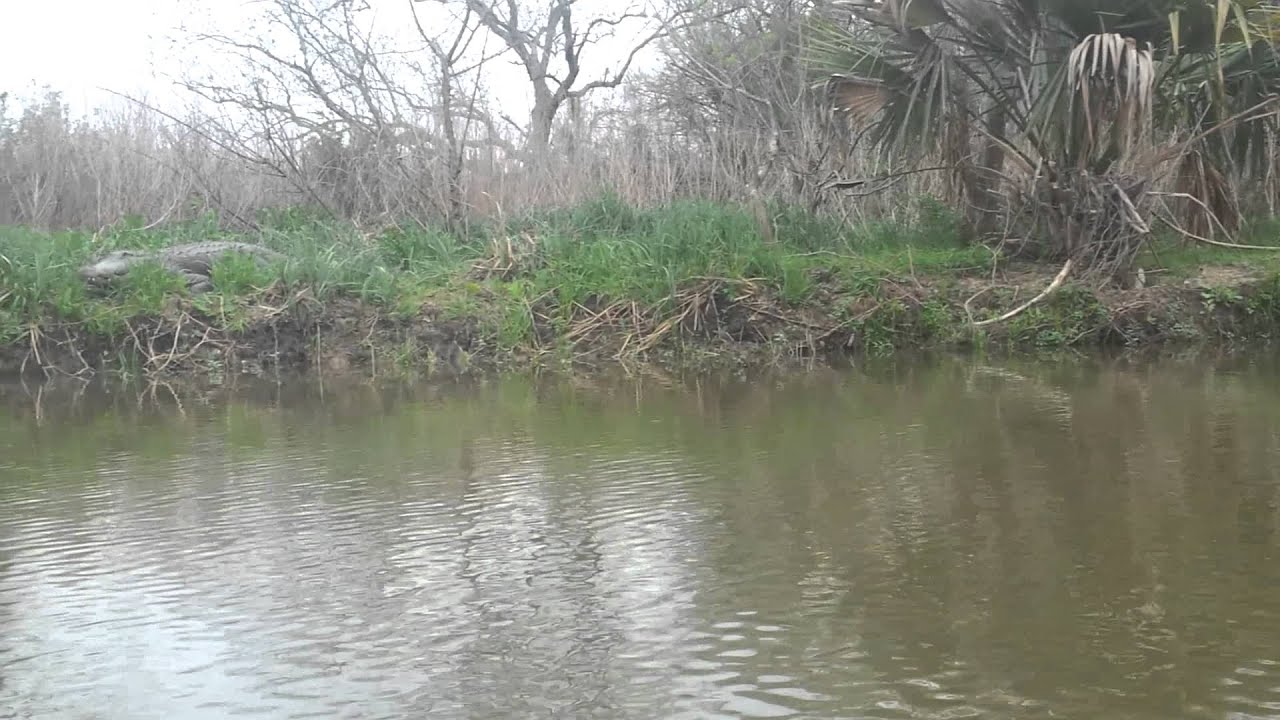 Kayaking in Armand Bayou with Alligators - YouTube