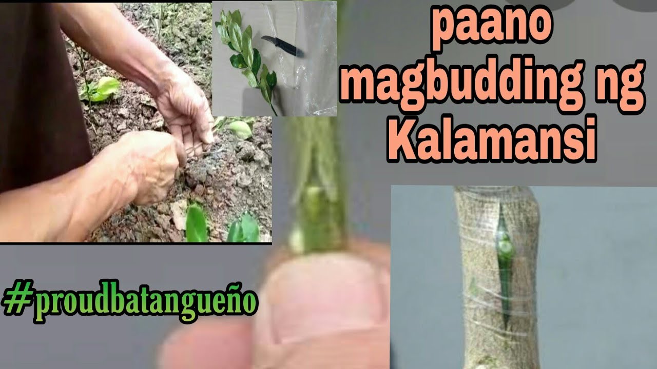 BUDDING/Paano magbudding ng Kalamansi/T BUDDING - YouTube