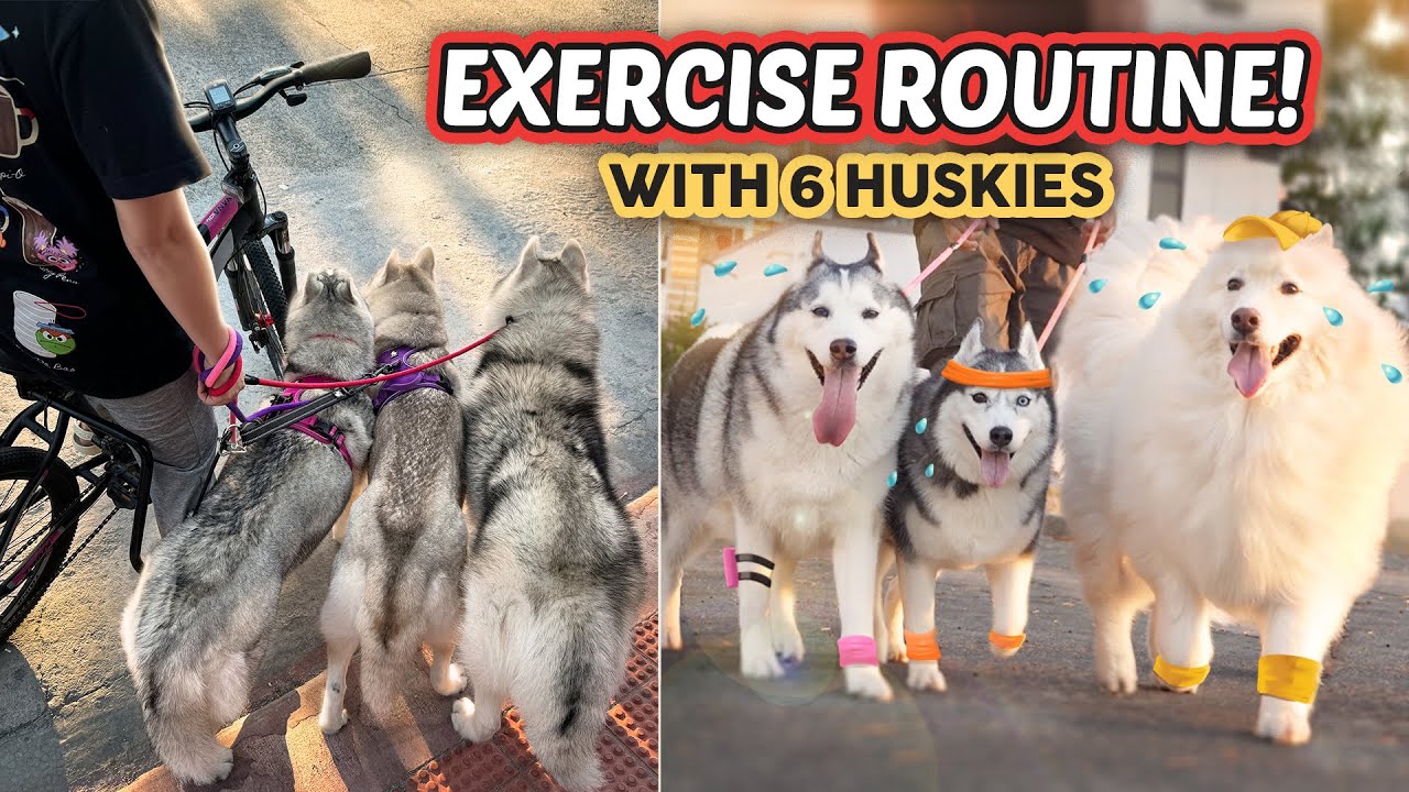 Our 6 HUSKY dogs Afternoon EXERCISE Routine! (2024) - YouTube
