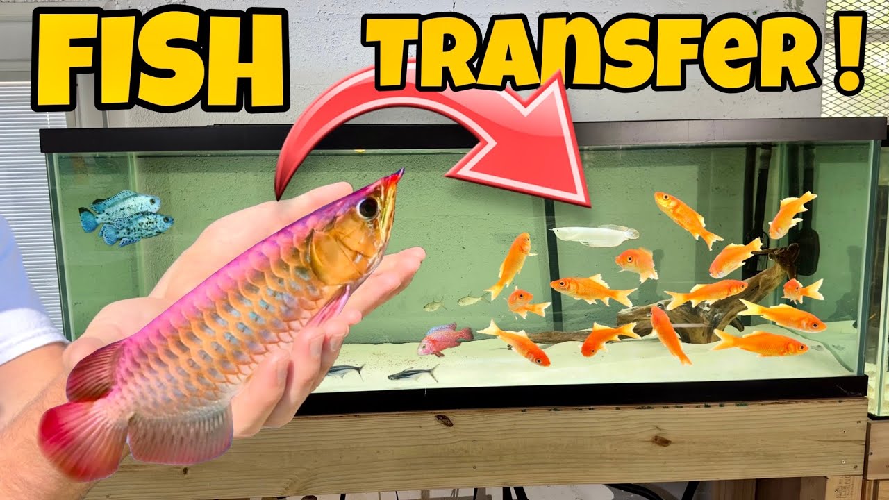 TRANSFERRING ALL MY FISH to NEW MASSIVE AQUARIUM ! NEW HOME !! - YouTube