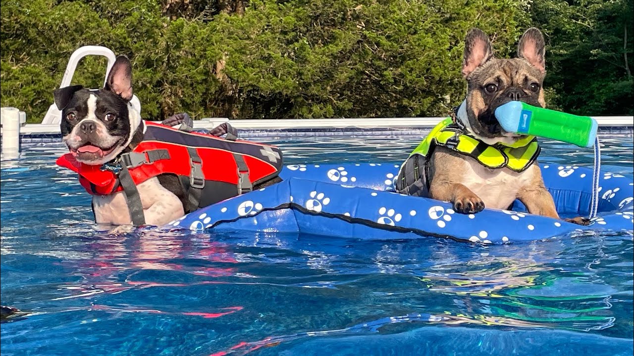 Adorable frenchies playing in the pool #frenchbulldog #bostonterrier # ...