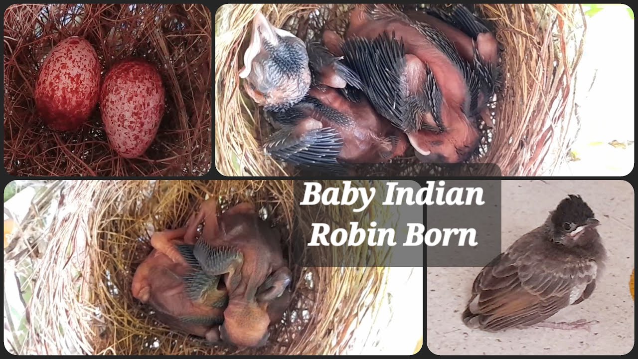 Baby Indian Robin Born || By.... @mummyskitchen4930 - YouTube