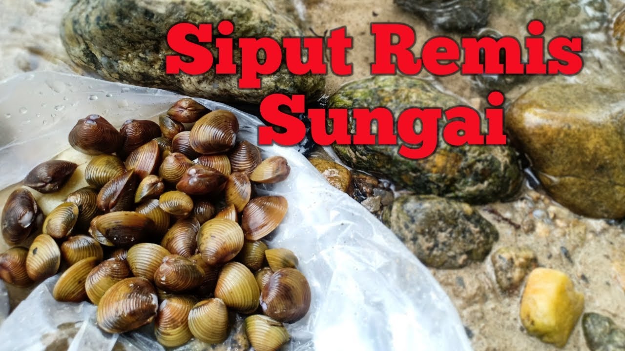 Cari Siput Remis DiSungai & Masak !! Siput Rare ? Sedap booisssss - YouTube