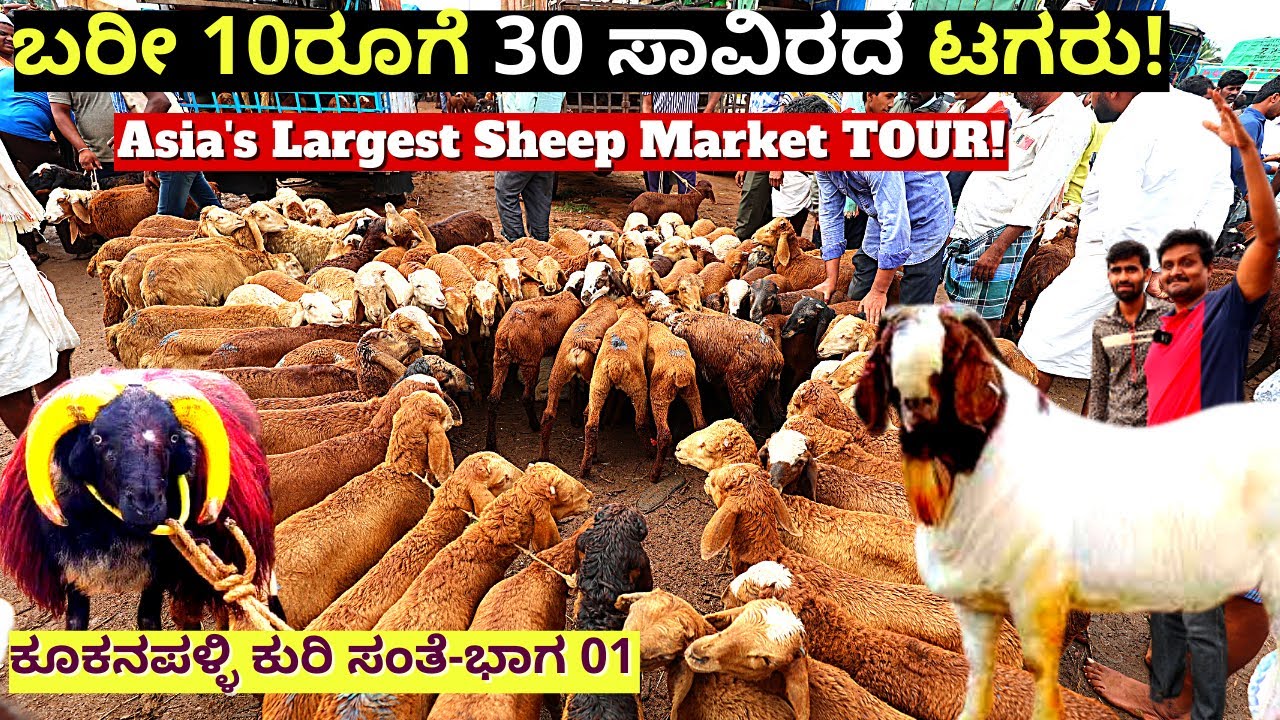 "ಈ ಕುರಿ ಸಂತೇಲಿ 10 ರೂಗೆ ನೀವು ಕುರಿ ಬುಕ್ ಮಾಡಬಹುದು!"-E12-Kukanapalli Sheep ...