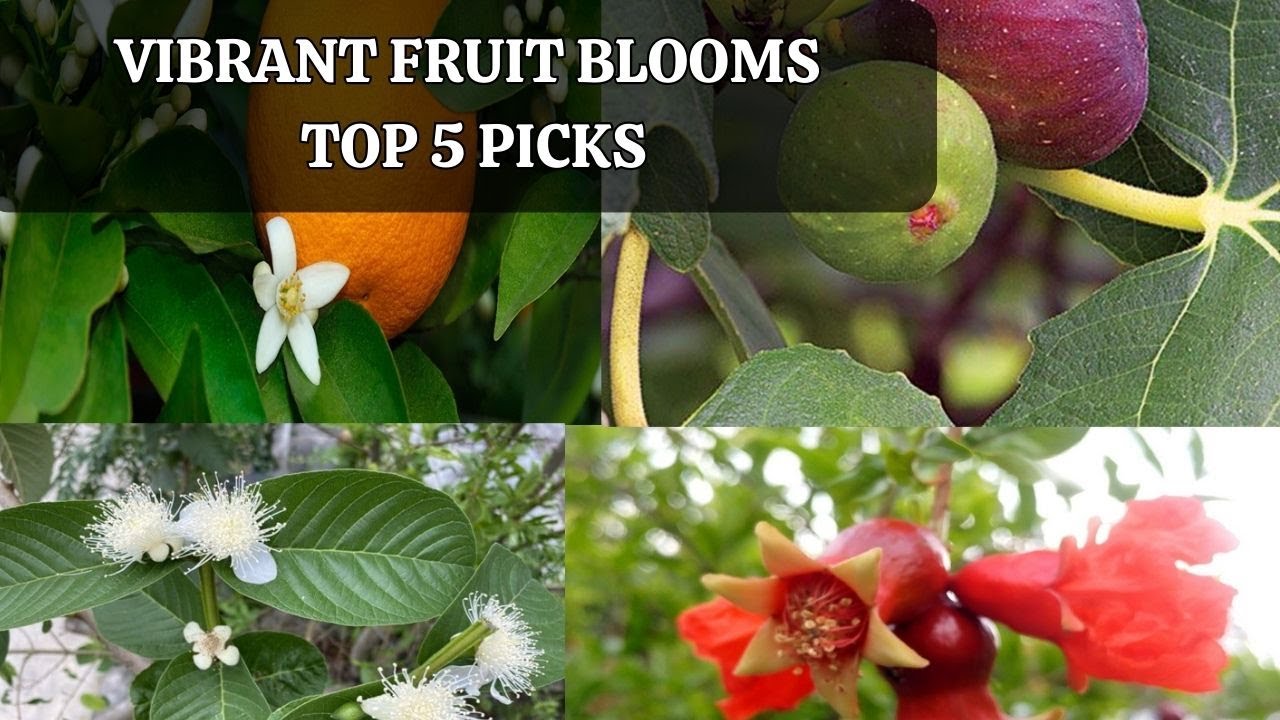 Vibrant Fruit Blooms Top 5 Picks - YouTube