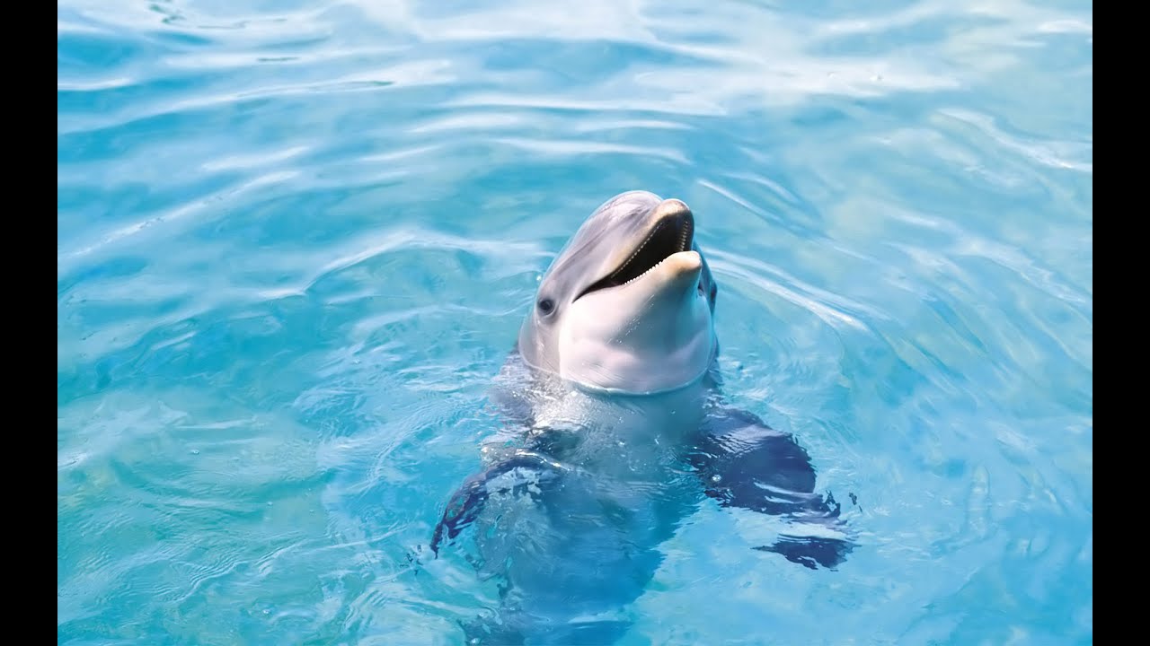 Amazing Dolphin Show HD - ZooMarine - YouTube