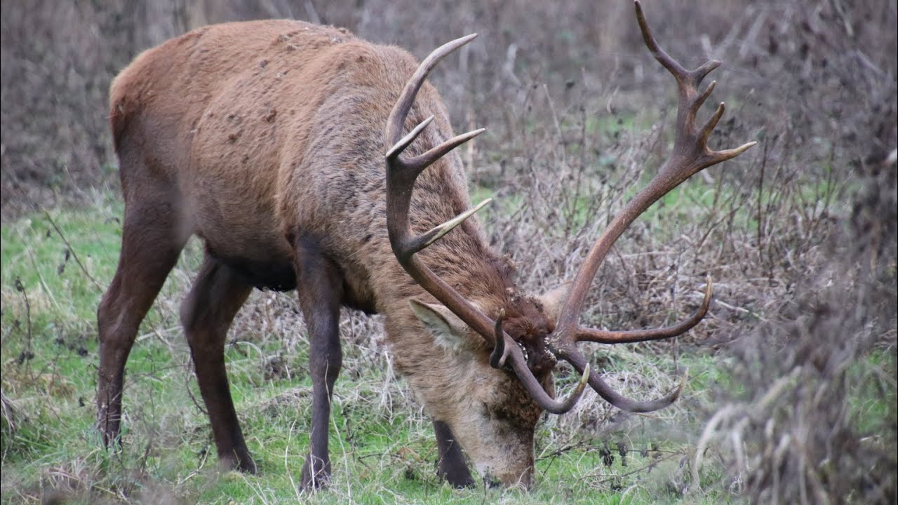 Red deer lunch time. Oostvaardersplassen winter 2021-2022 - YouTube