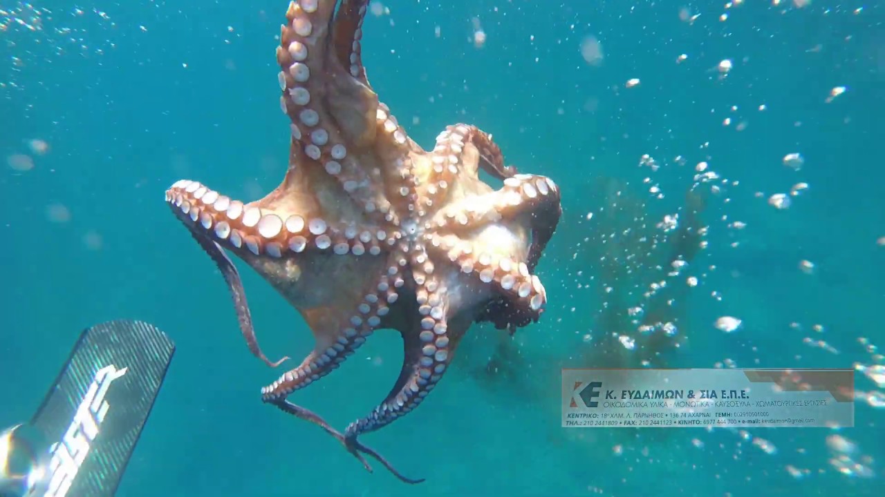Μεγαλα χταποδια!!!Το κάρμα!!!Spearfishing elite-pro... - YouTube