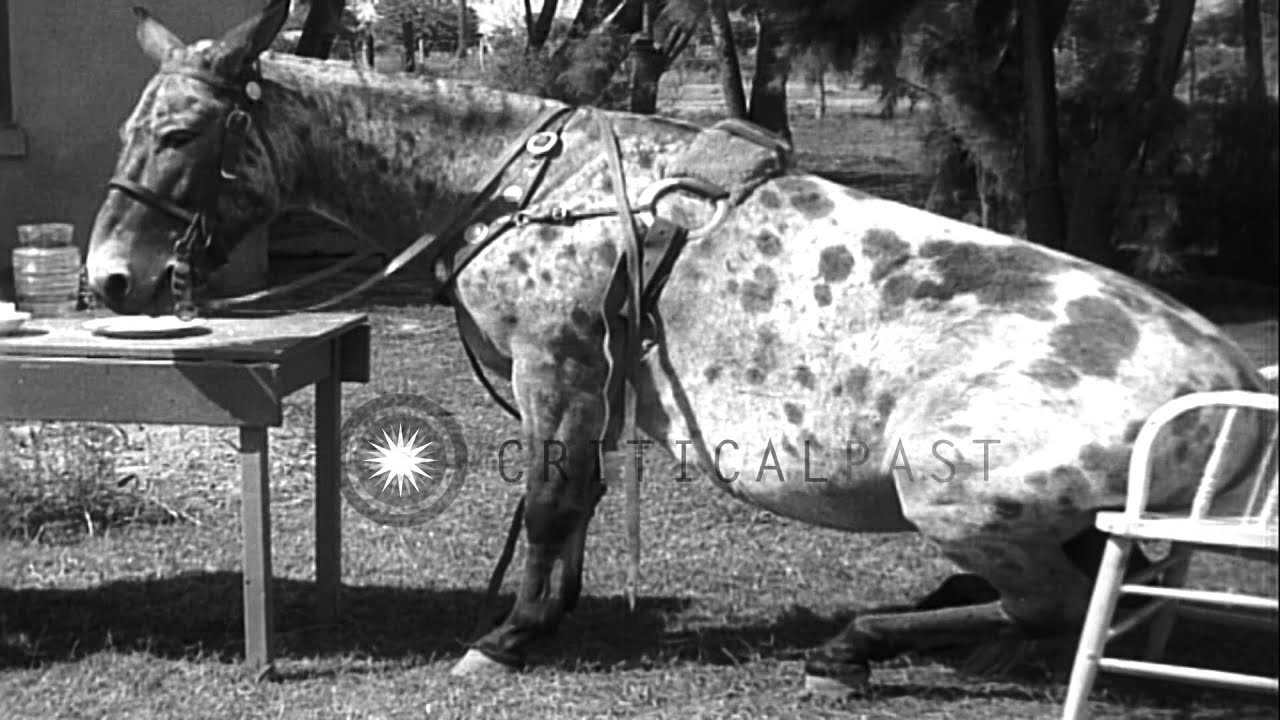 A cowboy trains his pet mule to be regular pal HD Stock Footage - YouTube