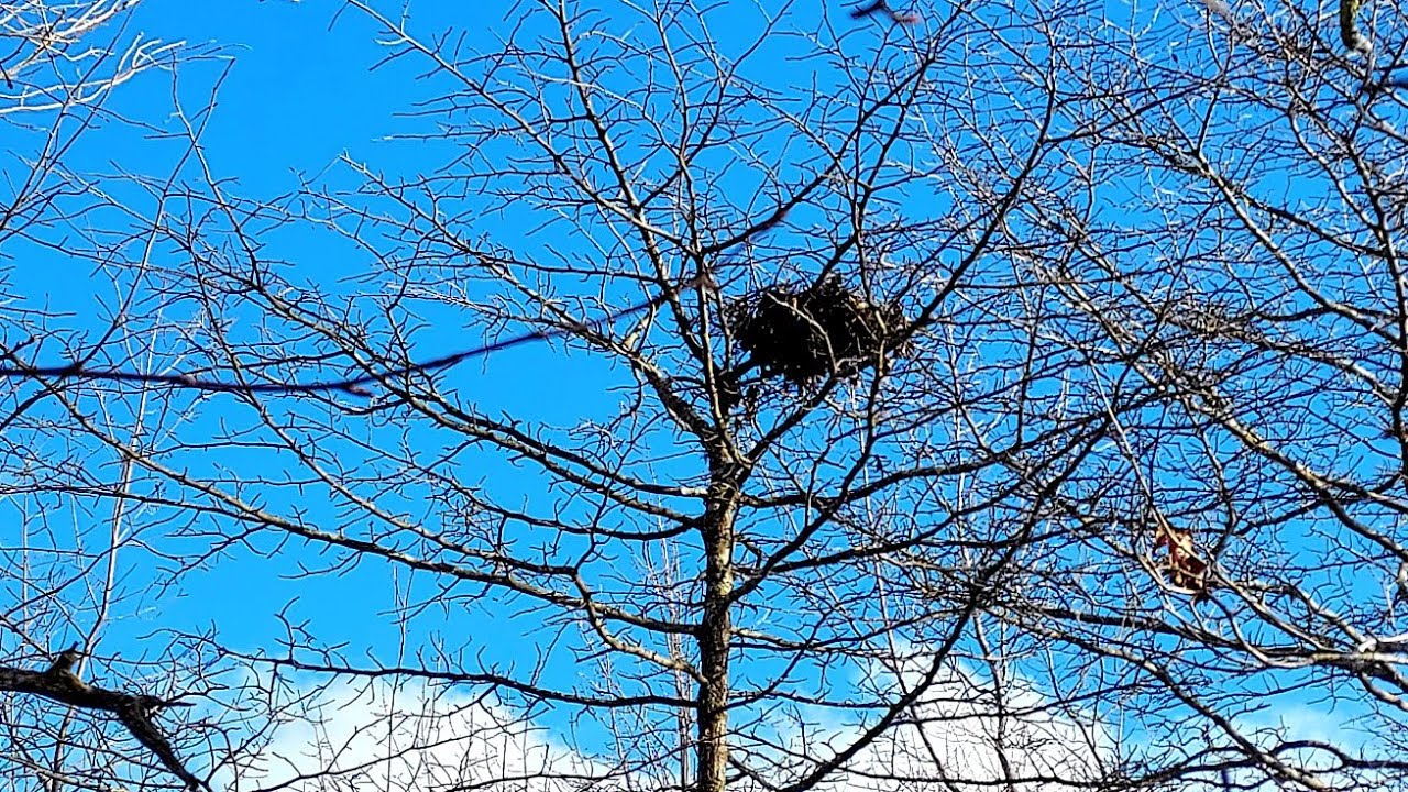 Black Gum Tree Identification Know Your Trees: Black Gum | The