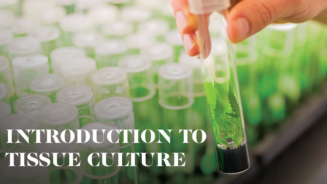 Introduction To Tissue Culture YouTube introduction-to-tissue-culture-youtube