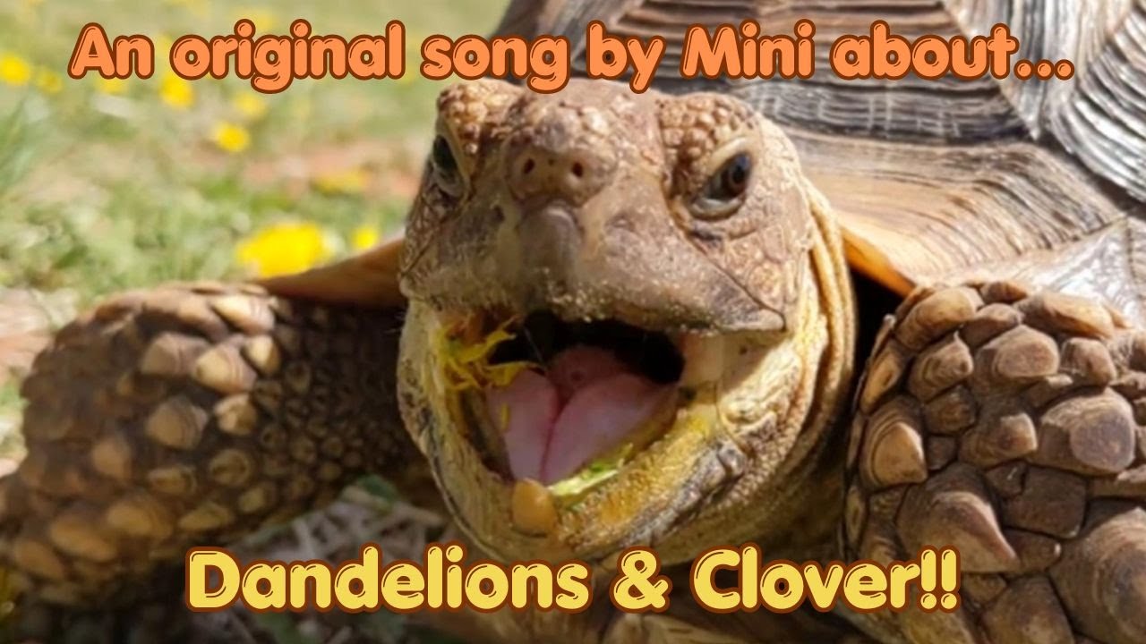 Dandelions and Clover! An original song featuring Mini the Sulcata ...