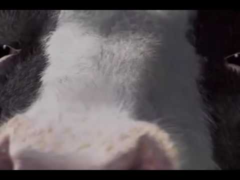 La vaca muuu - YouTube