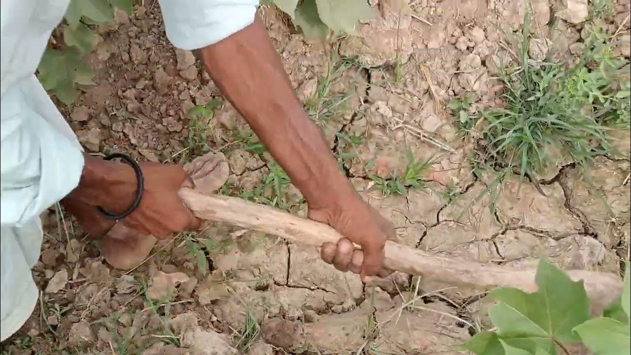 kapas ke khet mein kisan kam karte hue l gaon ke logon ka karobar I most Pakistan Hindu village ...