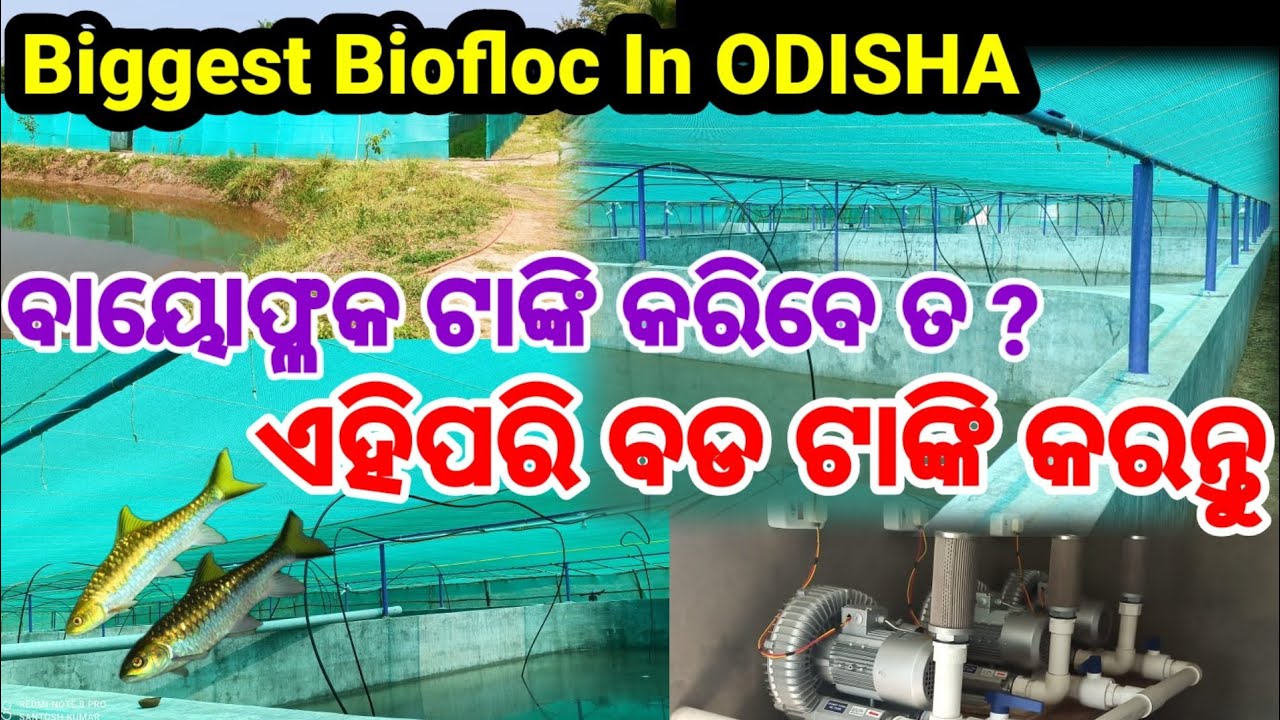 ବାୟୋଫ୍ଳକ ମାଛ ଚାଷ ସଫଳ କରିବେ କିପରି | Biggest Biofloc Cement Tank setup in ...
