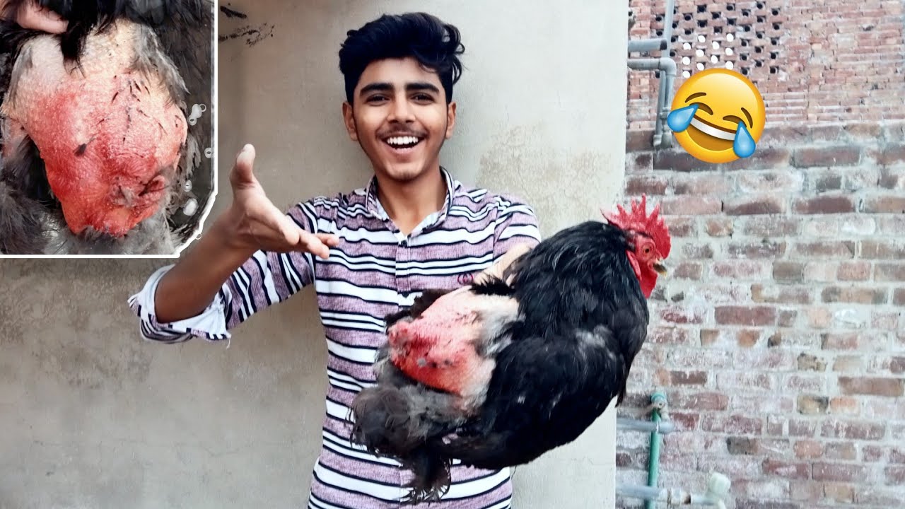 Hamara Black Bantam Murga Ganja Hogaya | Ab Kya Ho Ga Is Ka - YouTube
