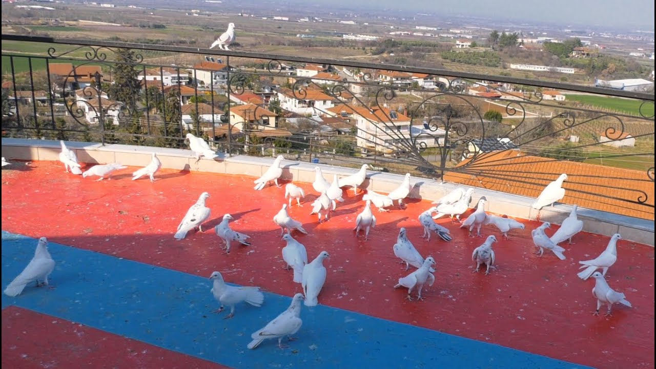 4 ΚΑΙ 1 ΟΜΑΔΕΣ ΜΕ ΑΣΧΗΜΟ ΦΙΝΑΛΕ - ΦΕΒΡΟΥΑΡΙΟΣ 2024 - YouTube