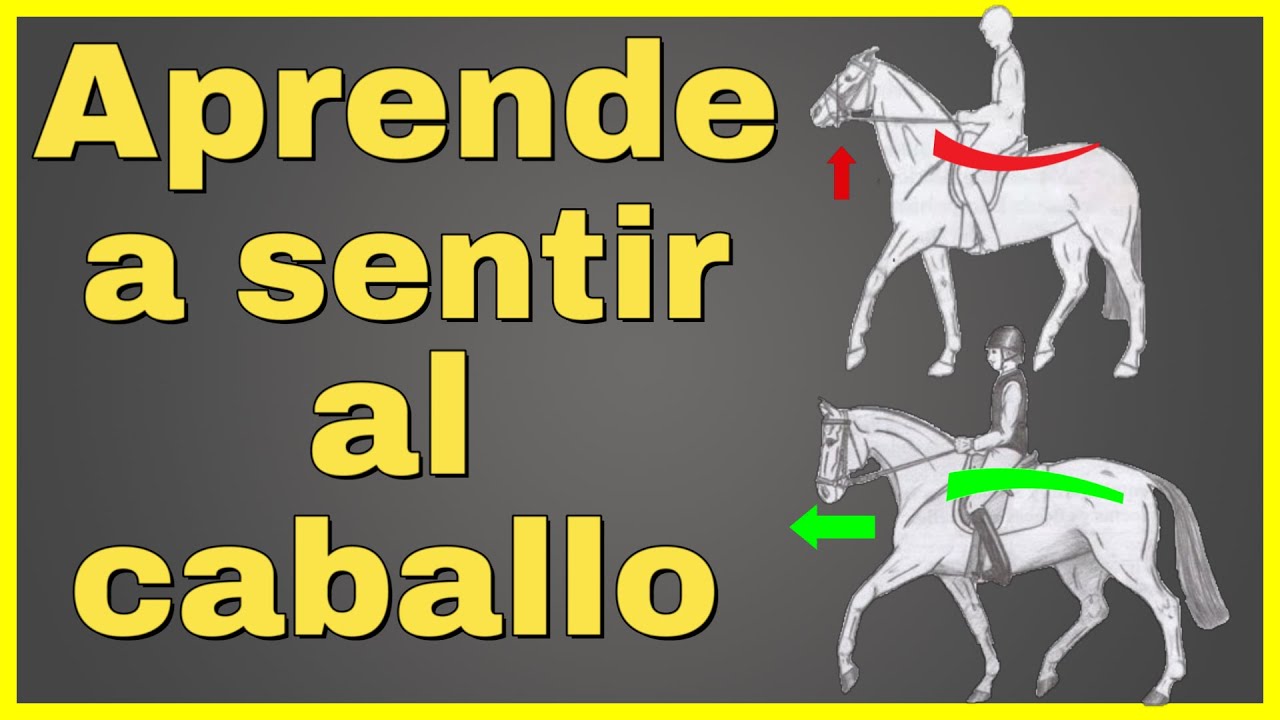 Que se siente cuando un caballo tiene un buen contacto y va conectado ...