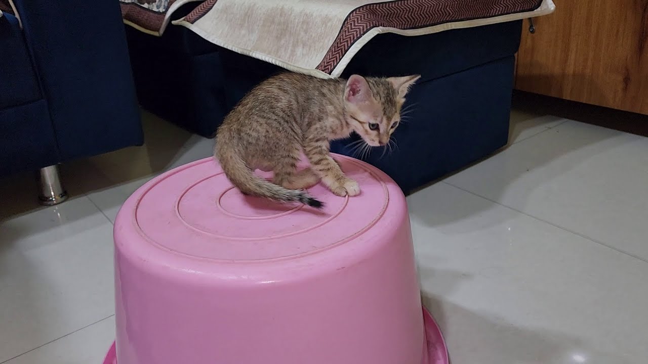 cat balancing | kittens on the tub - YouTube