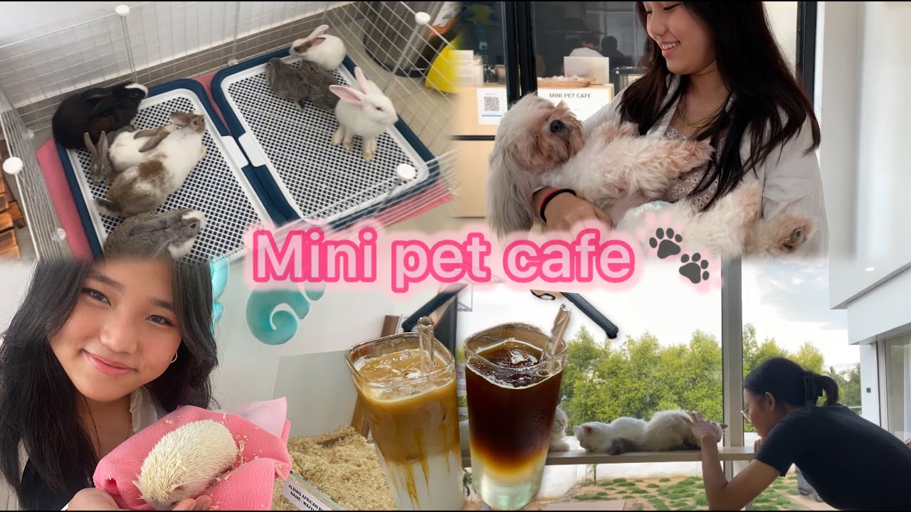 We finally visited Mini Pet Café / Wonderful Experience - YouTube