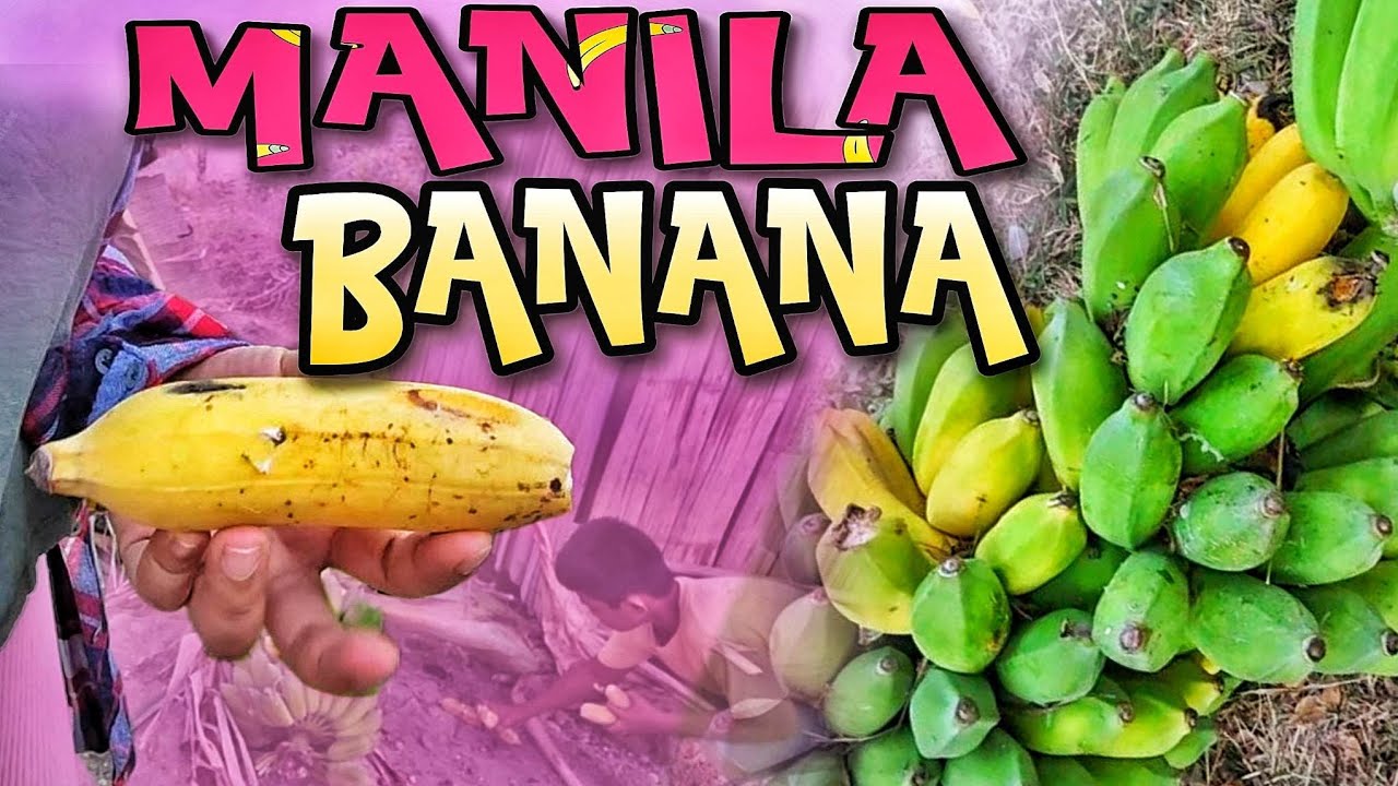 EP425 - MANILA BANANA - YouTube