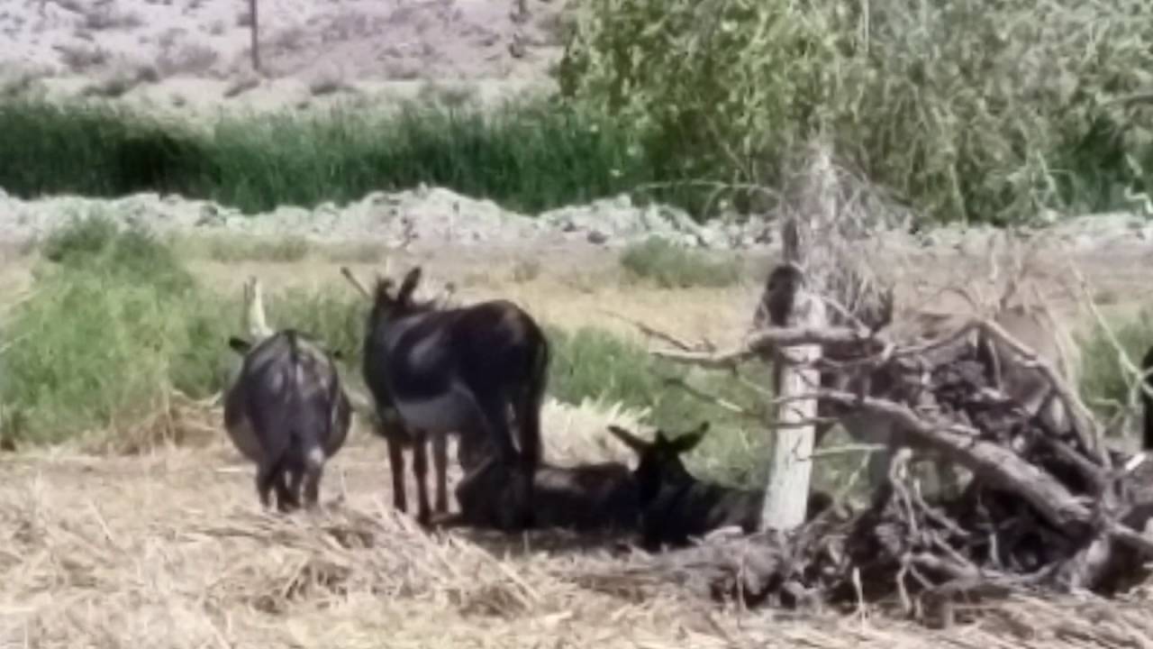 Burrows in Goldfield, Nevada - YouTube