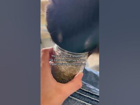 The science behind catnip & why cats react to it! - YouTube