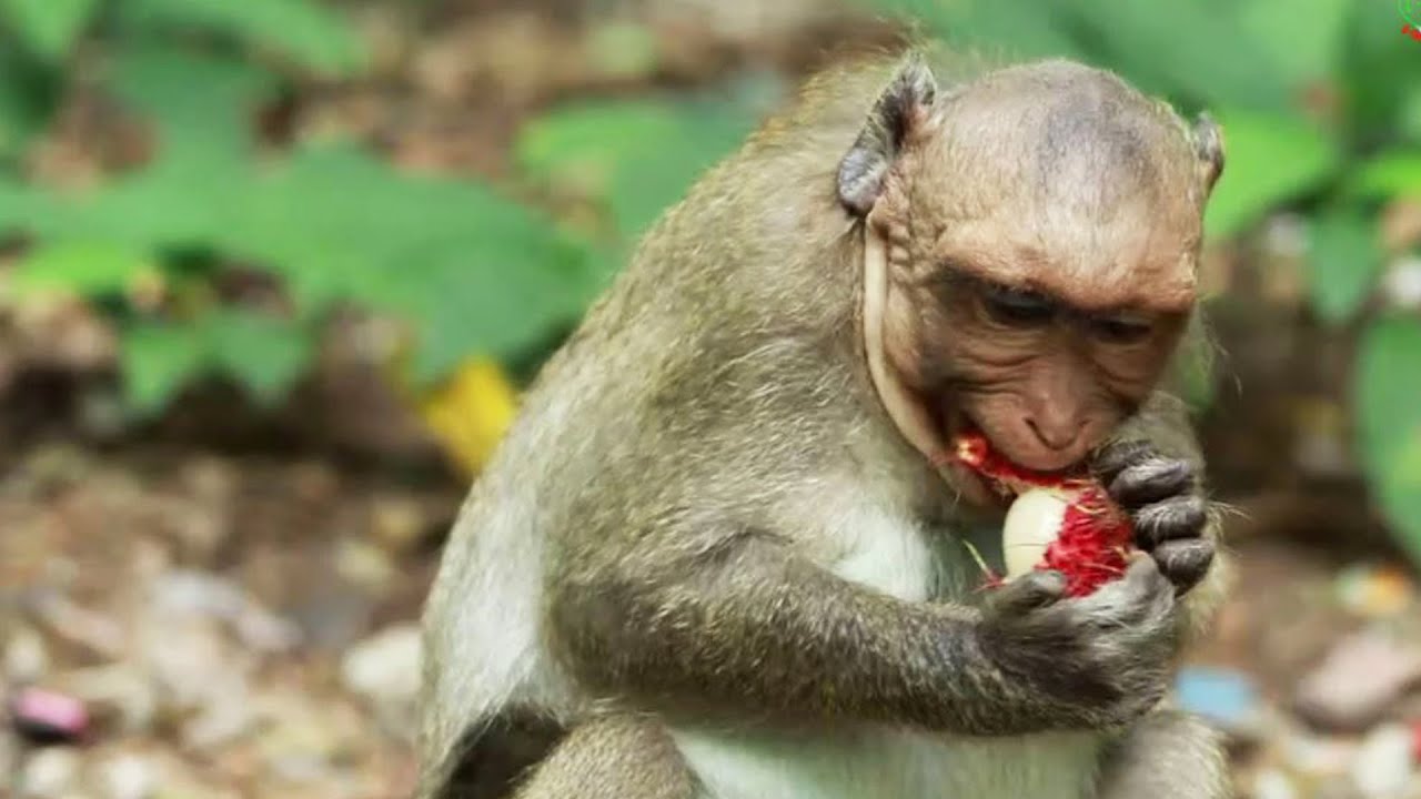 Monkey- Jinx Sit And Eat Ranbutan Fruits on August4,2022/U-ShareMk..885 ...