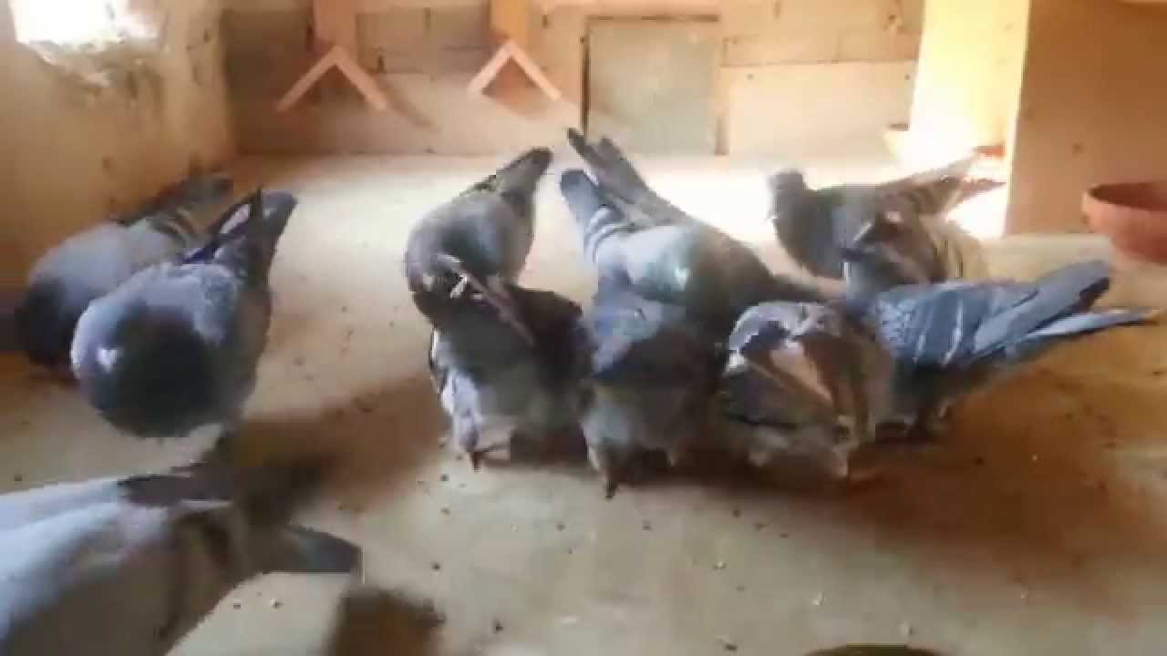 les pigeons entrain de manger - YouTube